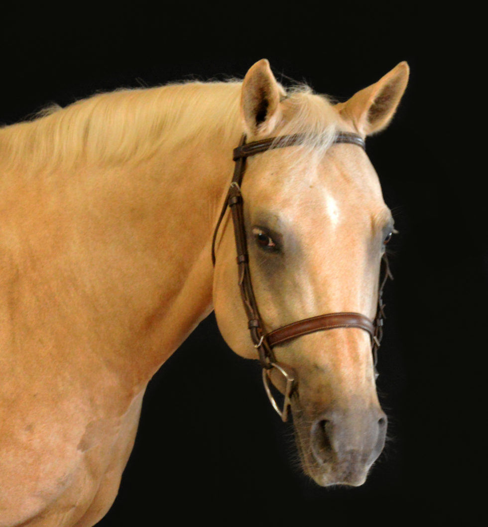 Our Horses | Pegasus Therapeutic Riding Academy