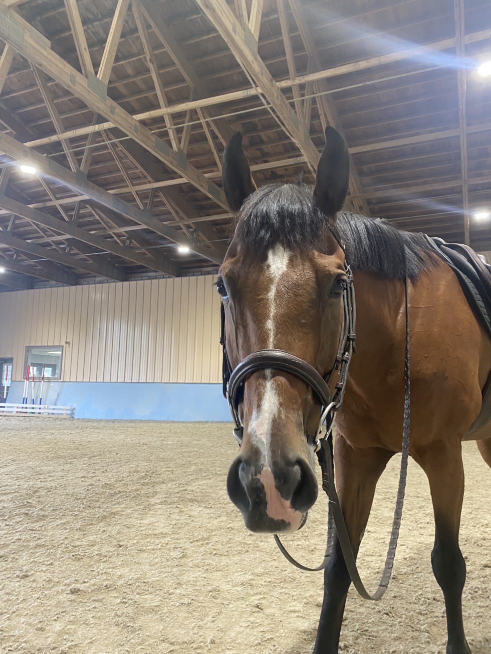 Our Horses | Pegasus Therapeutic Riding Academy